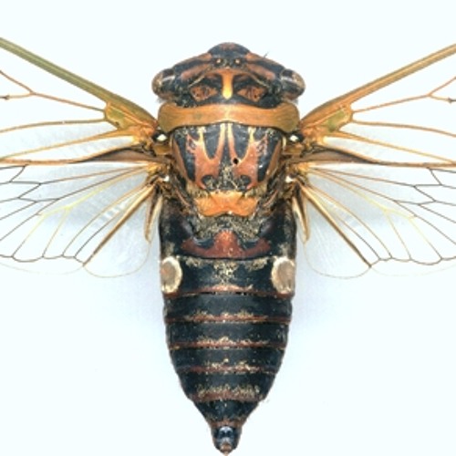 Stream episode Cicada: Silver Knight/ Black Prince (Psaltoda plaga ...