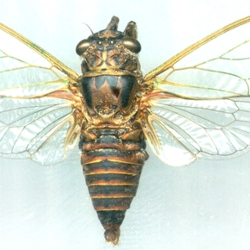Stream episode Cicada: Dinger (Kobonga oxleyi) calling song by dr-pop ...