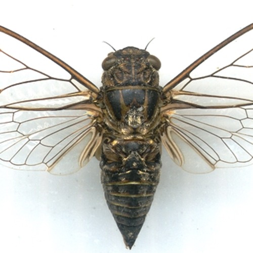Listen to Cicada: Southern Coastal Ticker (Physeema labyrinthica ...