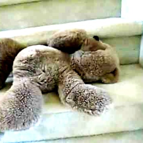Stream Teddy Bear Falling Up The Stairs by Kevin Cadwallender | Listen ...
