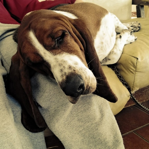 Stream Father Crow | Listen to a private listen playlist online for ...