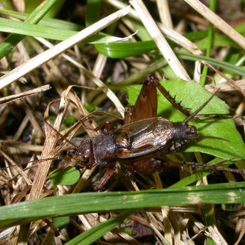Stream RoyalBCMuseum | Listen to Tracking singing insects, by James ...