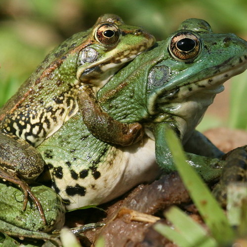 Stream Ribbet by RandyBBy | Listen online for free on SoundCloud