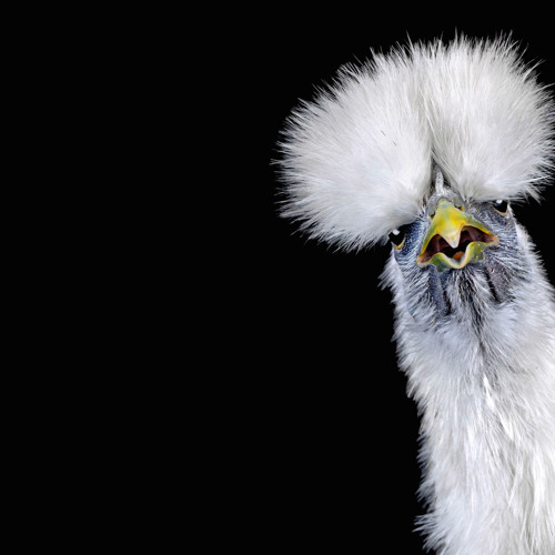 Stream The Chicken Sheriff by xoxowen | Listen online for free on ...