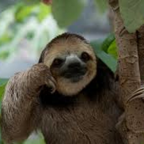 Stream Kooky sloth - strange mood by Hitramakitra | Listen online for ...