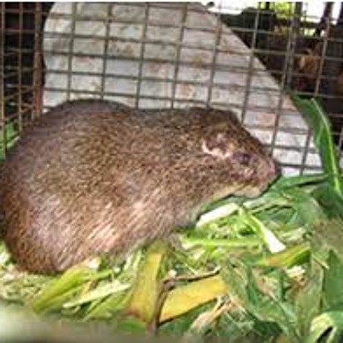 Stream Grasscutter rearing - Ghana's new job opportunity by Kofi Adu ...