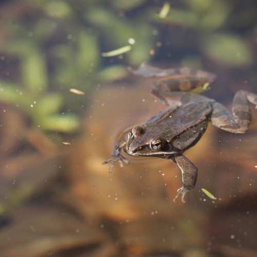 Stream Wood Frogs And Spring Peeper In Vernal Pool by Kent McFarland ...