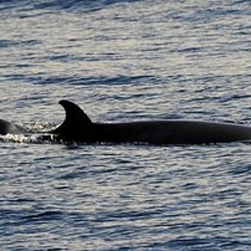 Stream Minke whale "Bio-Duck" sound by TomPBuzzFeed | Listen online for ...