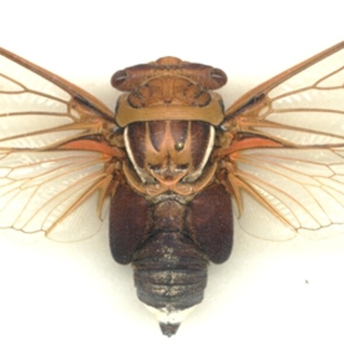 Stream episode Cicada: Northern Double Drummer (Thopha sessiliba ...