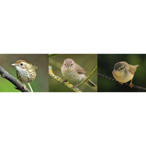 Stream Zanglijster, tjiftjaf of fitis by Museum Naturalis | Listen ...