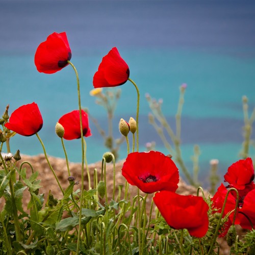 Stream Deep Rest and Rejuvenation - Guided Yoga Nidra with Liz ...