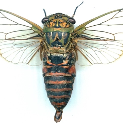 Stream episode Cicada: Green Baron (Psaltoda magnifica) calling song by ...