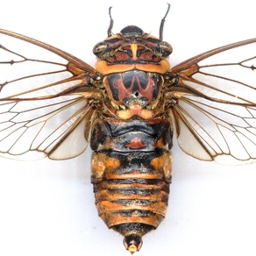 Stream Cicada: Golden Knight (Psaltoda flavescens) calling song by dr ...