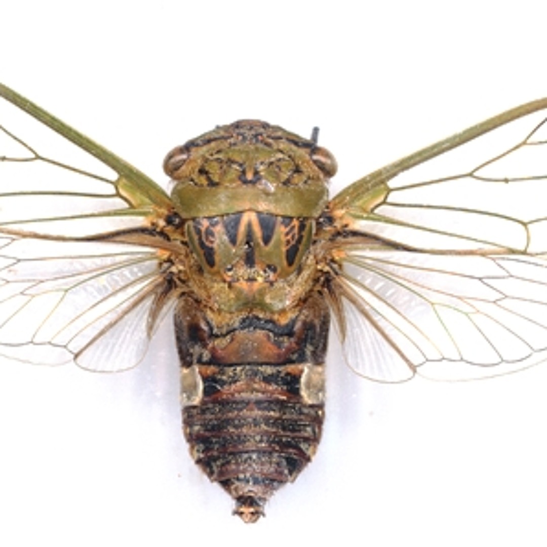 Stream episode Cicada: Phantom Knight (Psaltoda brachypennis) calling ...