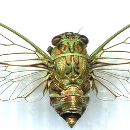 Stream episode Cicada: Atherton Bunyip (Tamasa sp. cf. tristigma ...