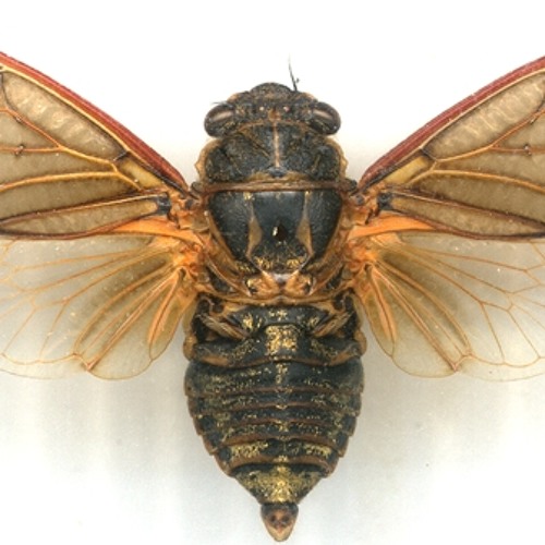 Stream episode Cicada: Auburn Crop Duster (Diemeniana neboissi) calling ...