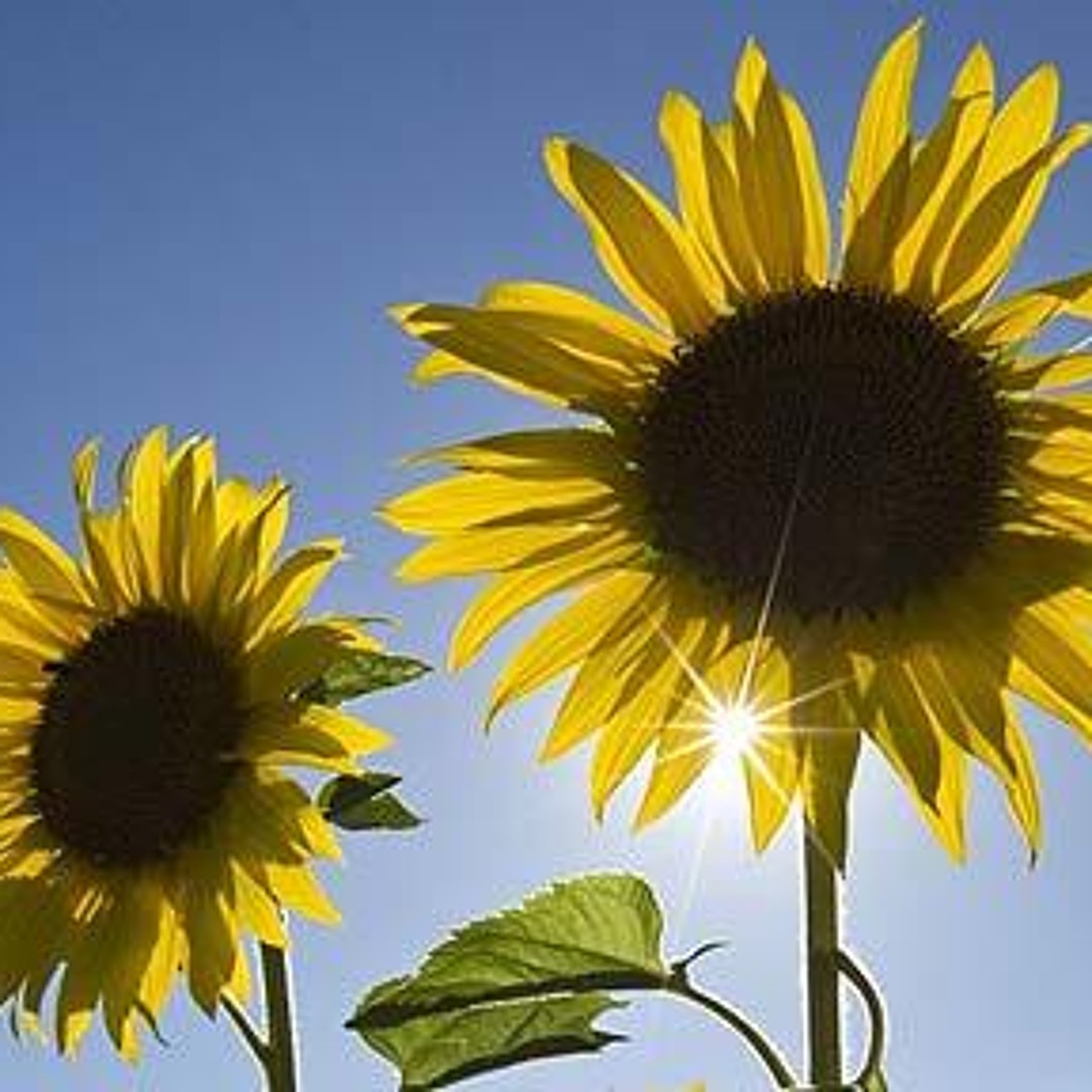 Stream Van Gogh's Sunflowers by Ronja Moss | Listen online for free on ...