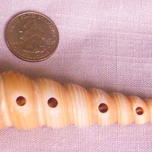 Stream Screw Shell Flute by SeaShellMusic | Listen online for free on ...