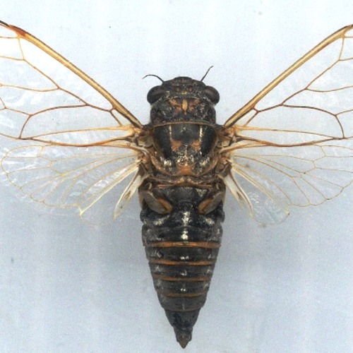 Stream episode Cicada: Little Grass Buzzer (Platypsalta sp. cf. dubia ...