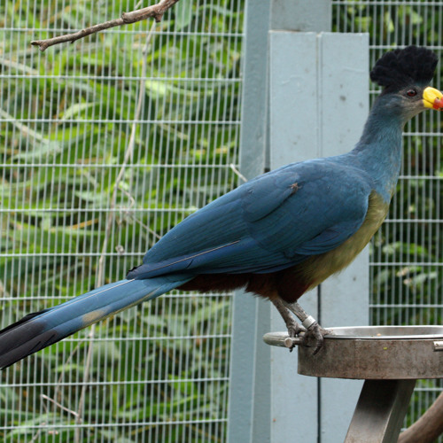 Stream Lyle Hancock | Listen to happy birthday playlist online for free ...