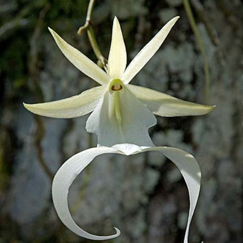 Stream Suvetar Goddess of spring - Gjallarhorn by Natheer Malkawi ...