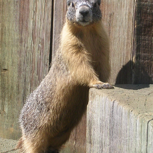 Stream Marmot Soul Vol.1 by SRGJ | Listen online for free on SoundCloud