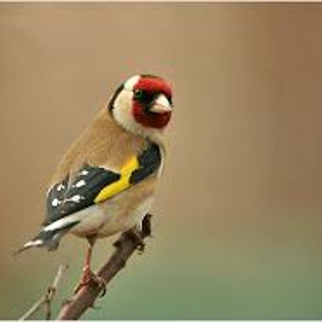 Stream Kamal Ghonieكمالغنيمm | Listen to زقزقه العصافير playlist online ...