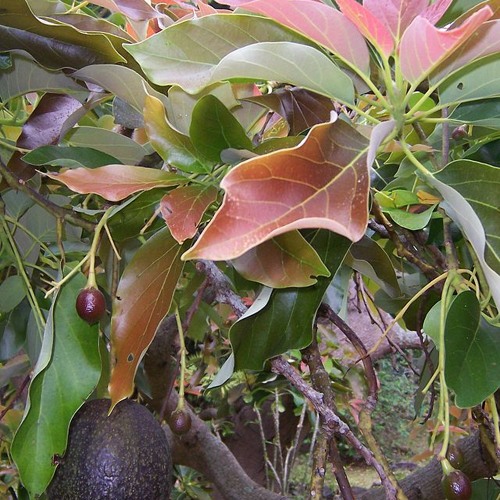 Stream Ag Commissioner Eric Lauritzen explains avocado production jump ...