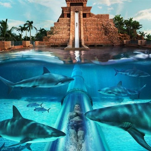 Tsunami Shark