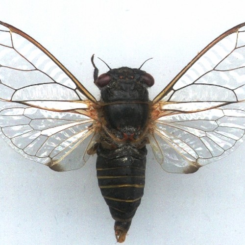 Stream episode Cicada: Inland Sprinkler Squeaker (Popplepsalta notialis ...
