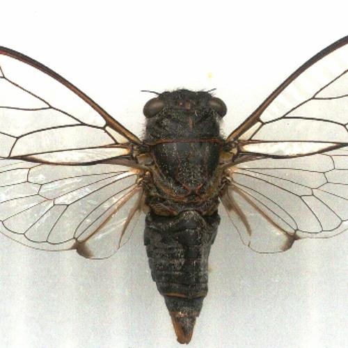 Stream episode Cicada: Black Squeaker (Atrapsalta encaustica) calling ...
