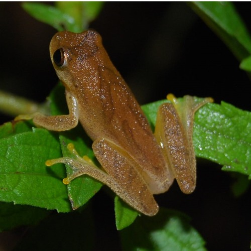 Stream Pererequinha (Dendropsophus minutus) by Guia Anfíbios do MS ...