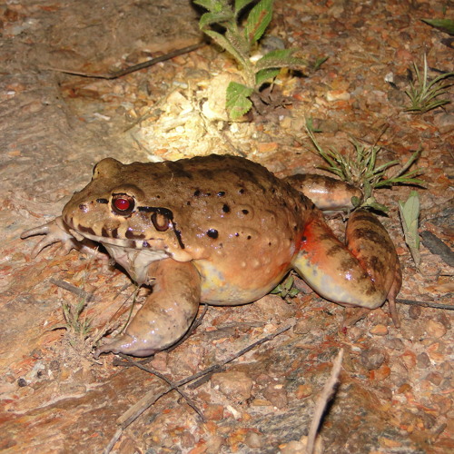 Stream Rã-pimenta (Leptodactylus labyrinthicus) by Guia Anfíbios do MS ...