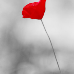 Geography Of The Hapless Heart