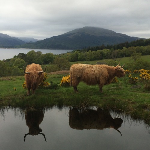 Stream Highland Koo - Poem by Michael Pedersen by ReekieRecords ...