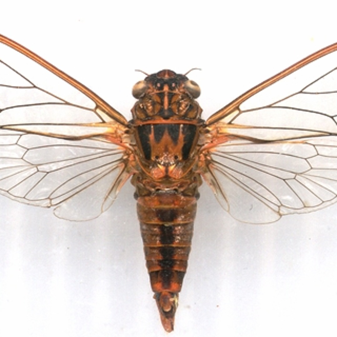 Stream episode Cicada: Small Treetop Ticker (Yoyetta sp. cf ...
