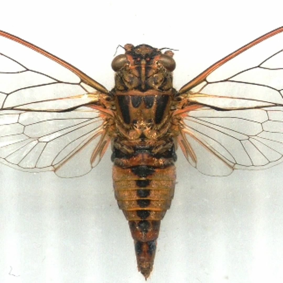 Stream episode Cicada: Silver Princess (Yoyetta celis) calling song by ...