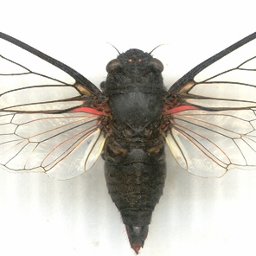 Stream episode Cicada: Black Firetail (Yoyetta denisoni) calling song ...