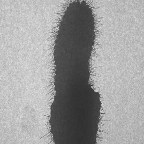 Stream Kaktus Part4 by Gregory Buttner | Listen online for free on ...