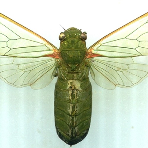 Stream episode Small Bottle Cicada (Chlorocysta sp. 574) calling song ...