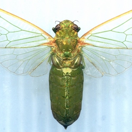Stream episode Lesser Bottle Cicada (Chlorocysta vitripennis) calling ...