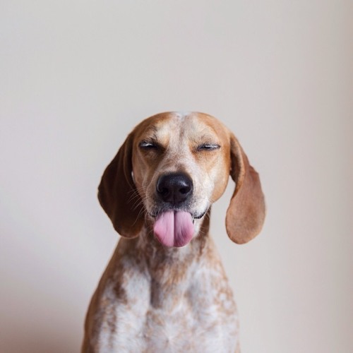 Stream SPITREAL Ft. PANGASS TSETSE - MONGOL BOOV by Lvlhumain | Listen ...