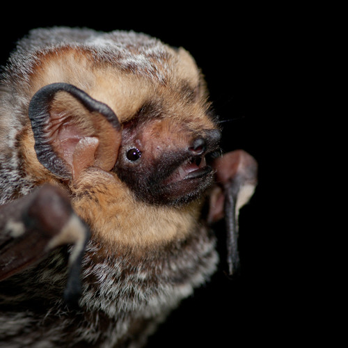 Stream Hoary Bat Call by jedskim | Listen online for free on SoundCloud