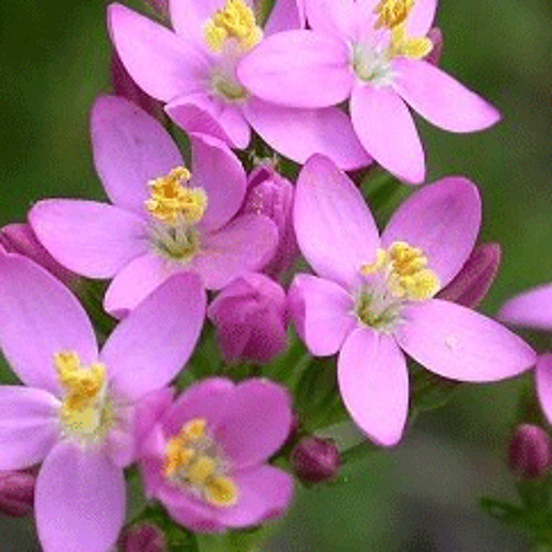 Centaury Bach Flowers | Best Flower Site