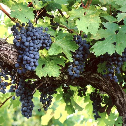 Stream Die Skielike Koms Van Die Koninkryk Van God by Die Wynstok ...