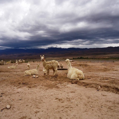 Stream Caluyo Del Desierto - Ely Dominguez by Labulla Rec - Studio ...