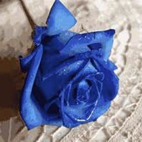 Stream Una Rosa Blu-Michele Zarrillo-cover Salvo by sal-wa | Listen ...