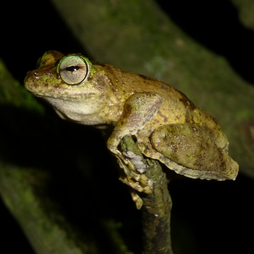 Stream Litoria Myola Conrad Hoskin Kuranda Treefrog by Frog sounds ...