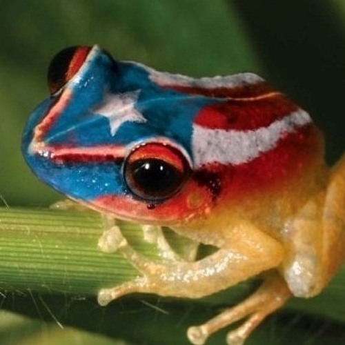 Stream Coqui Frogs by Devo | Listen online for free on SoundCloud