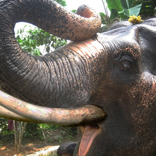 Stream Bandoola / Snap Judgment "End Of The Line" by Snap Judgment ...